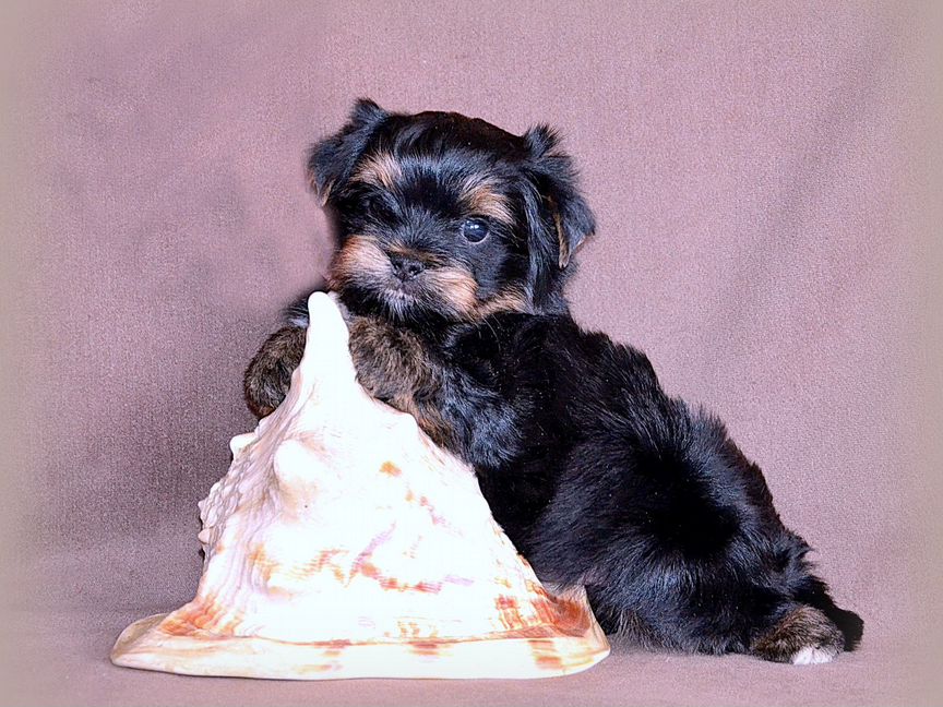 Йорк. Мальчишка с Цветной начинкой