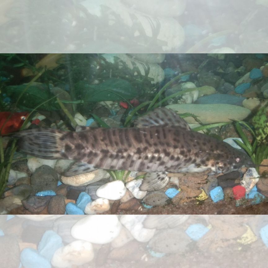 Сомик Таракатум