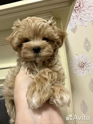 Микро мальтипу тикап micro