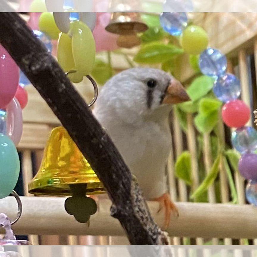 Зебровые амадины