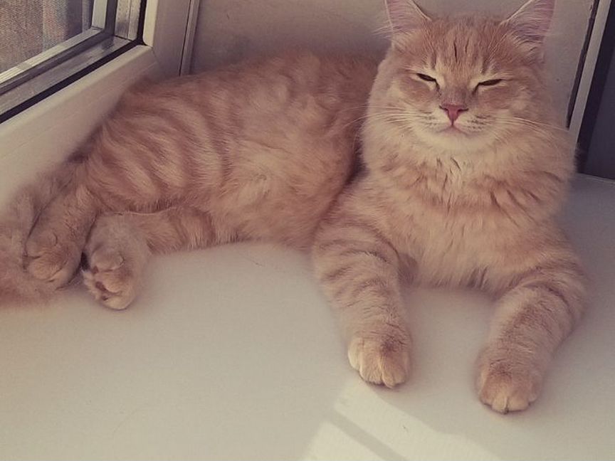 Кот на вязку