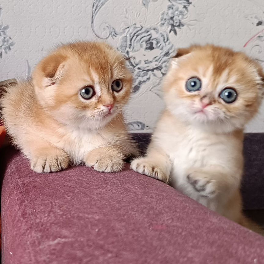 Шотландский вислоухий короткошёрстный котёнок