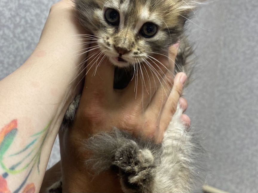 Котятёнок в добрые руки