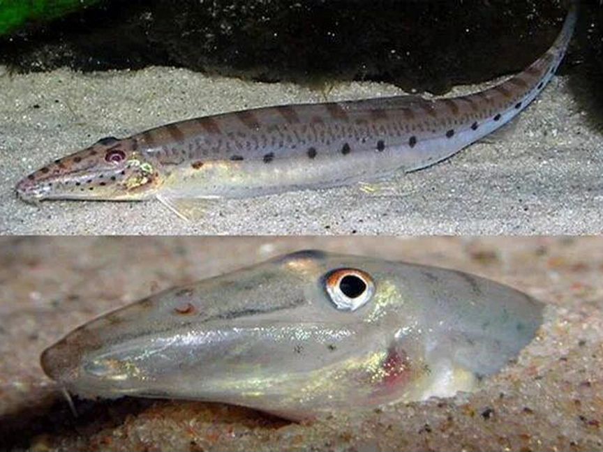 Акантопсис(вьюн) лошадиноголовый