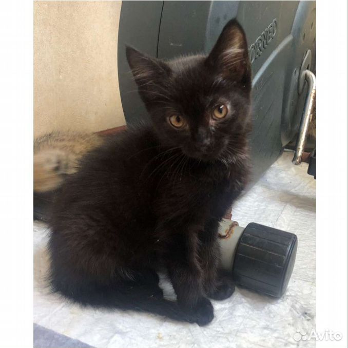 Прекрасный котёнок мальчик