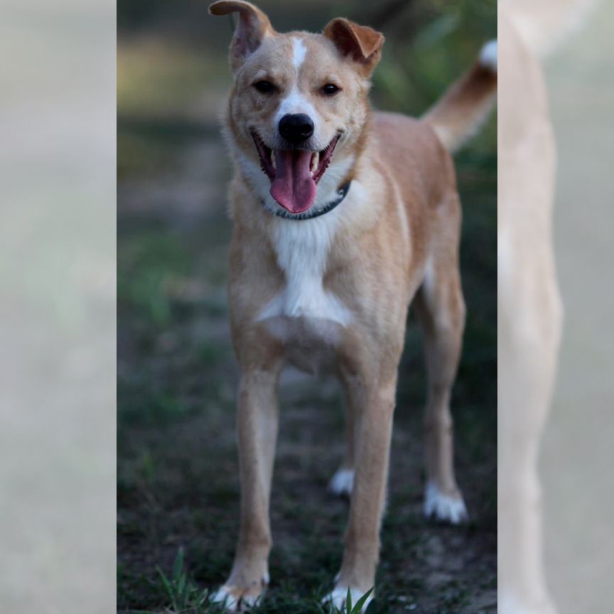 Фокс ищет друга