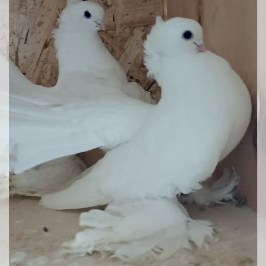 Голуби омские статные