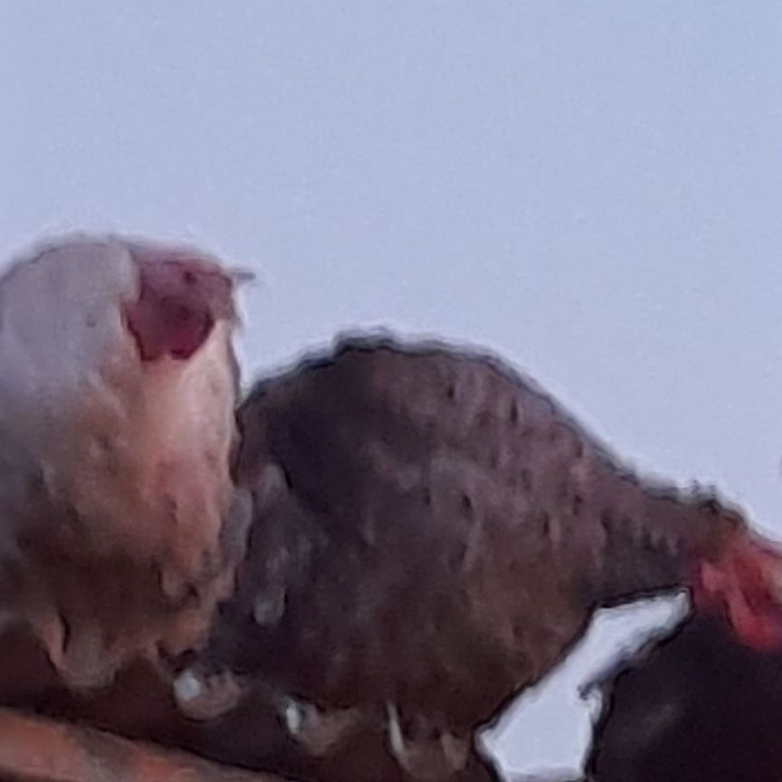 Индюки степные