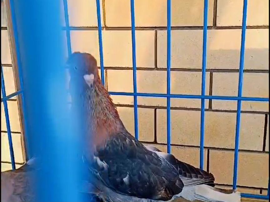 Голуби турецкие такла