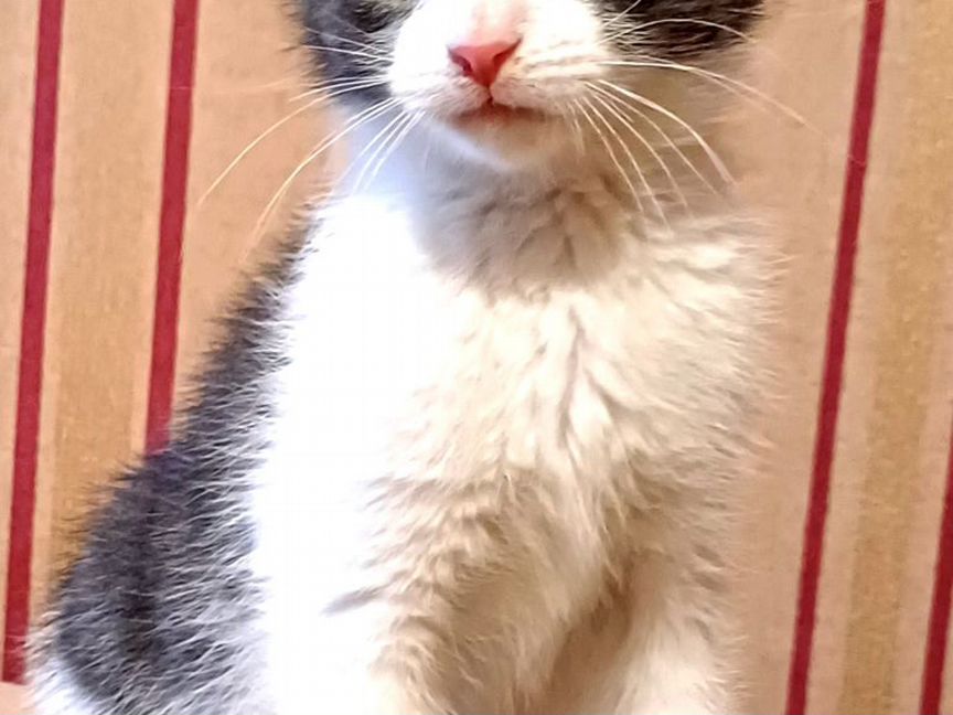 Нежный цветочек, котенок Дуся около 2 месяцев