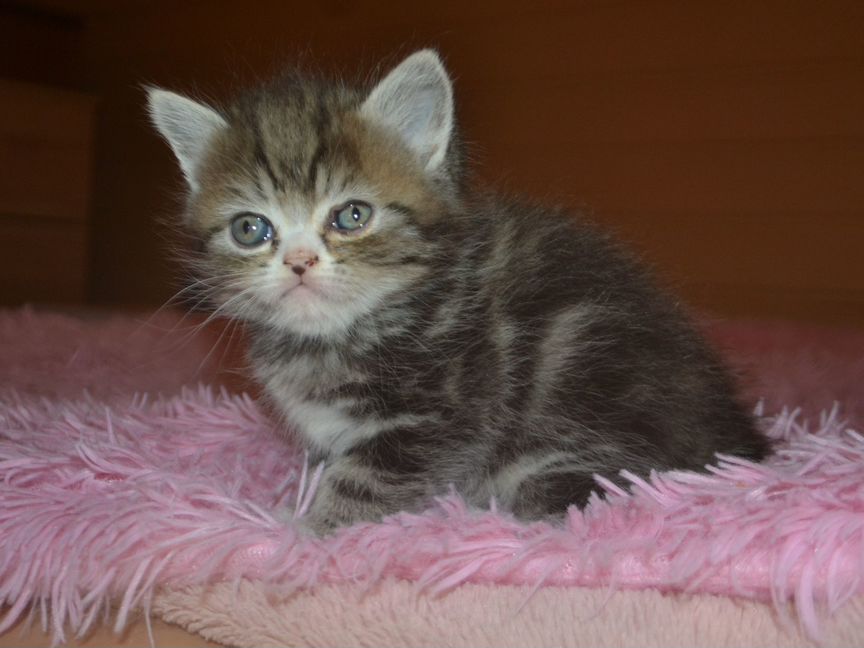 Котик Антошка
