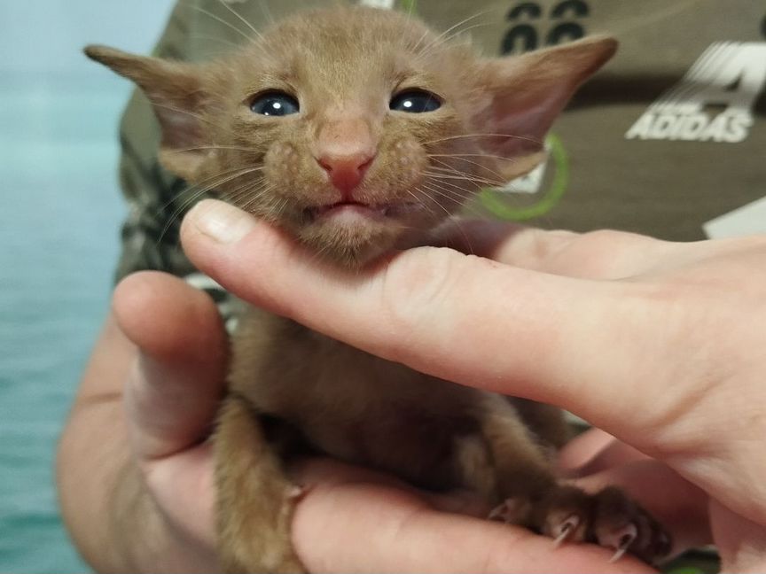 Ориентальные котята бронь