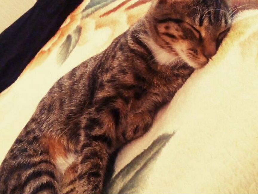 Отдам котика в хорошие руки