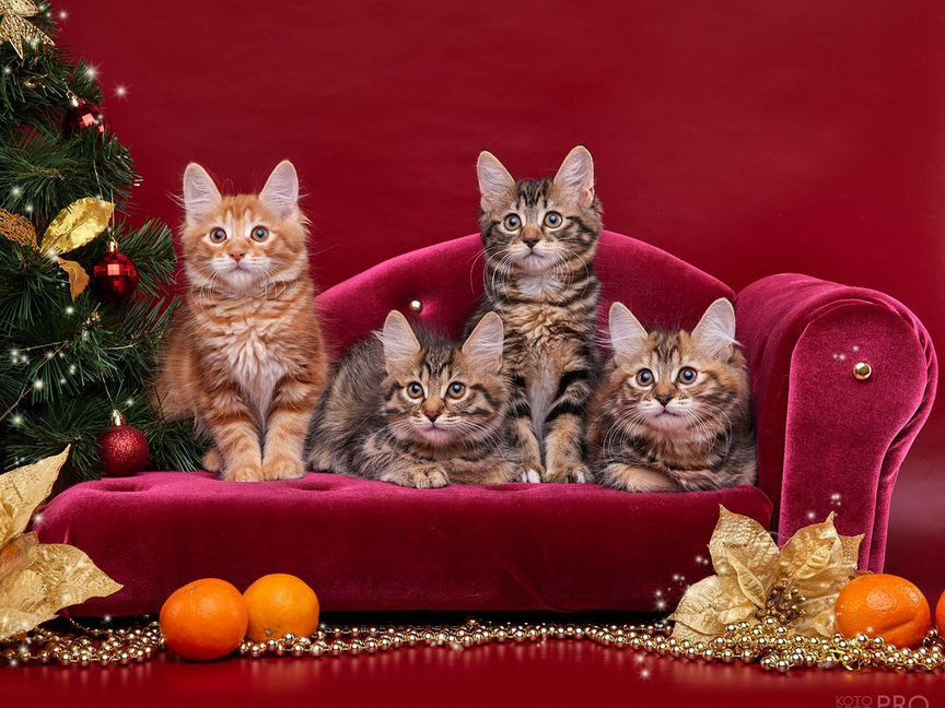Кошки