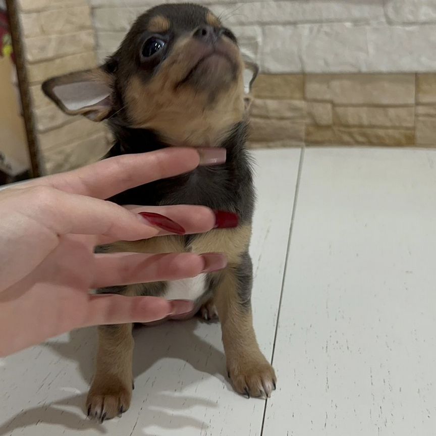 Чихуахуа, щенок