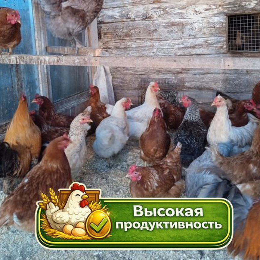 Куры несушки с доставкой
