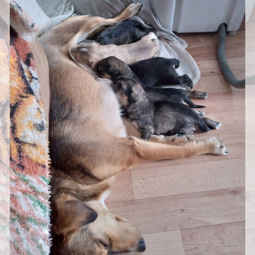 Щенок в добрые руки