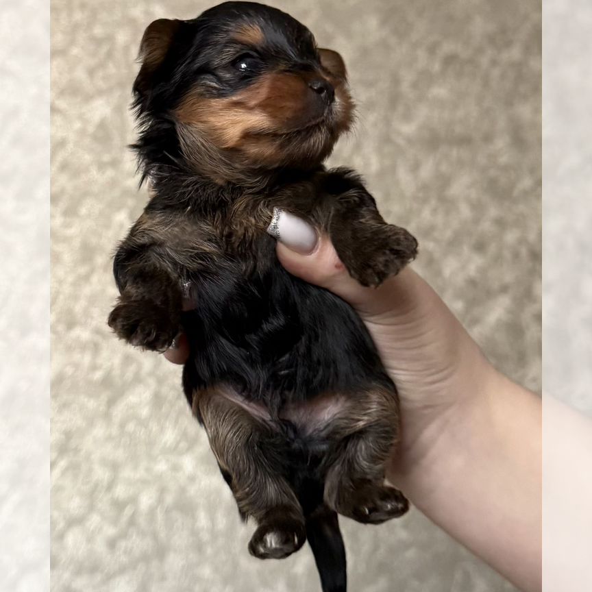 Йоркширский терьер, щенок