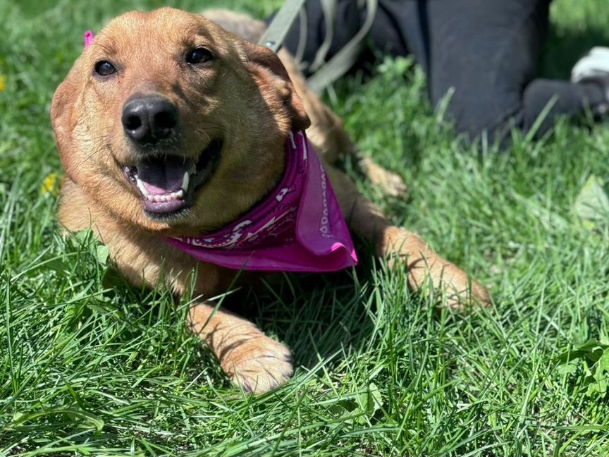 Собака компаньон из приют с нетерпение ждё хозяина