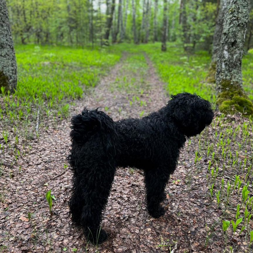 Русский черный терьер