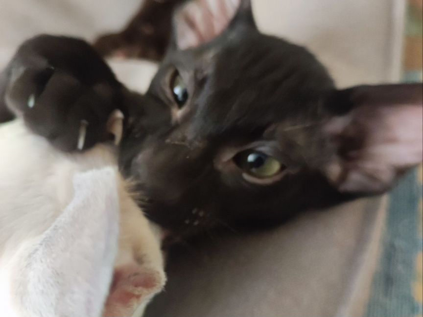 Ориентальный котёнок