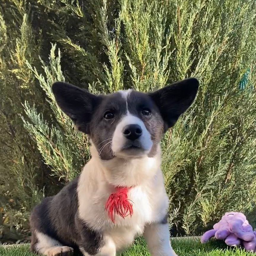 Щенок девочка вельш-корги кардиган 3,5 месяцев