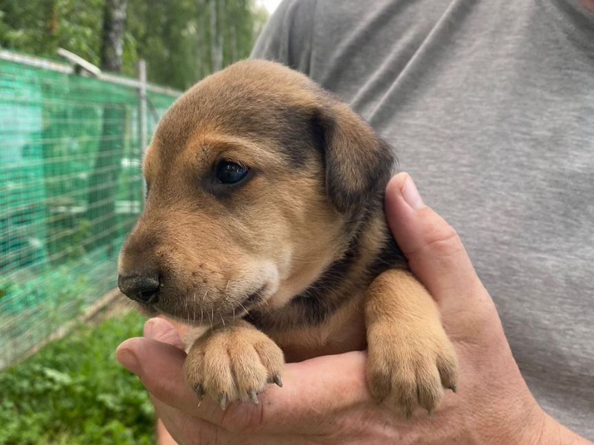 Щенки Русской Гончей