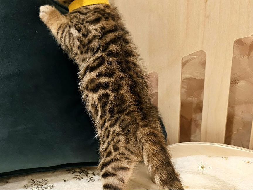 Бенгальские котята бенгальская бенгалы