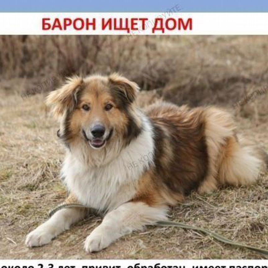 Колли, взрослый пёс