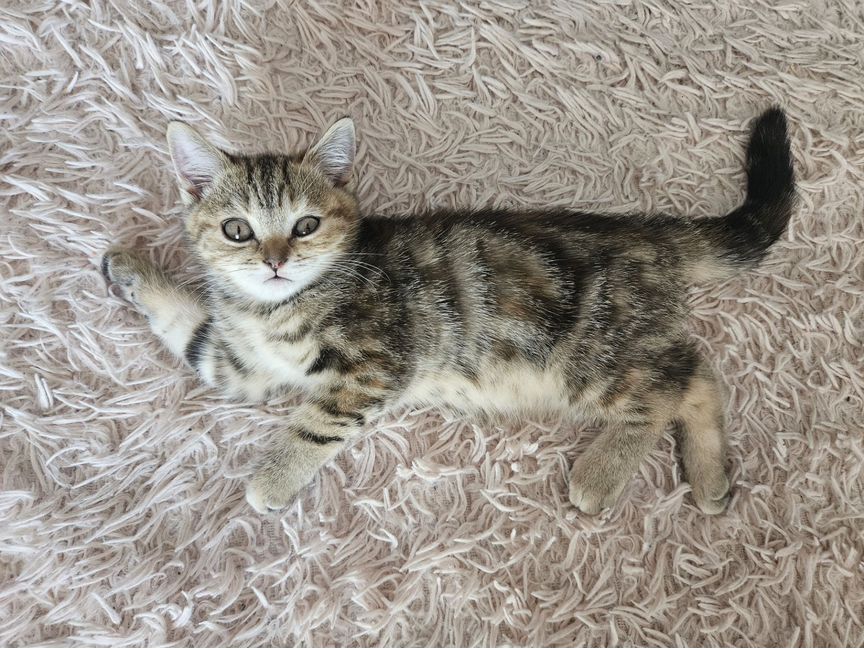 Британская кошечка