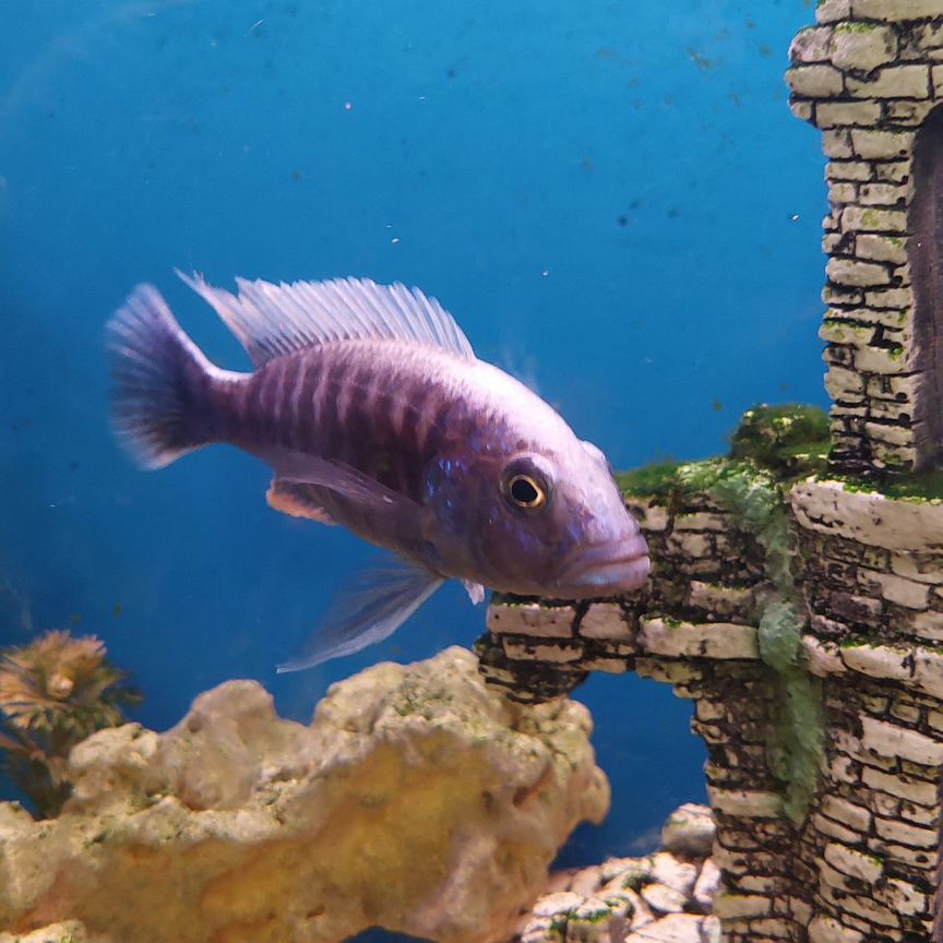 Цихлида Хаплохромис Джексона или Василёк