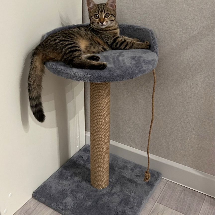 Кошка мышеловка девочка 6 месяцев