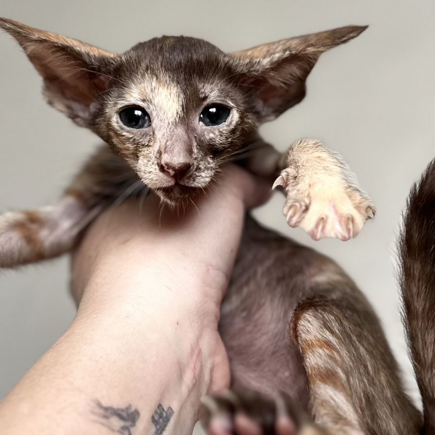 Ориентальный котёнок