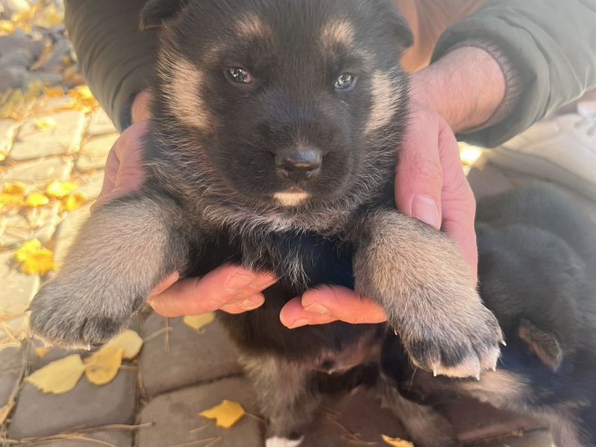Продам щенков