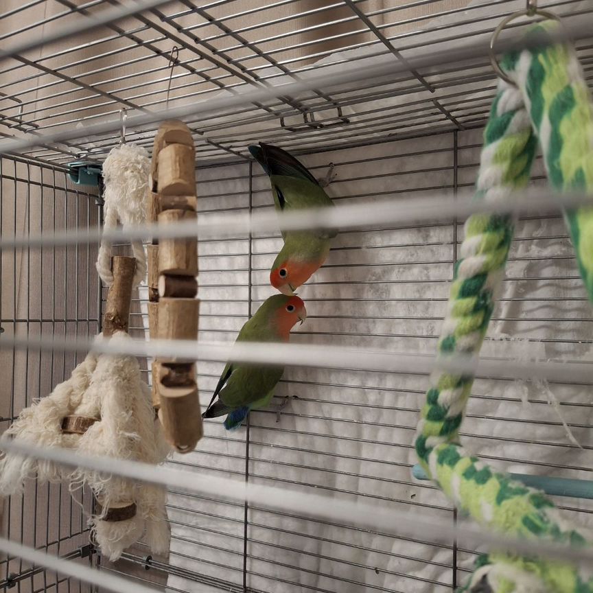 Попугай неразлучники