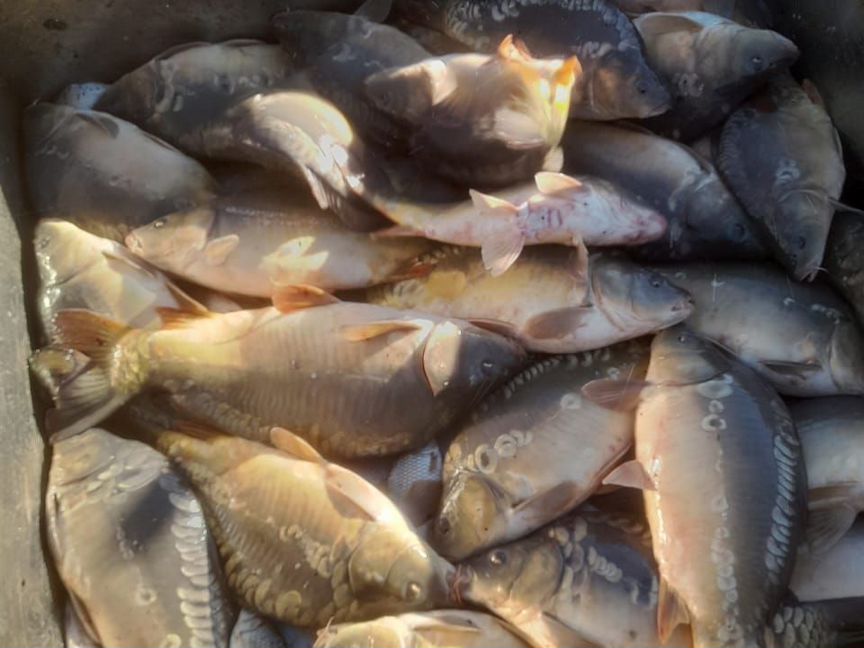 Живая рыба оптом