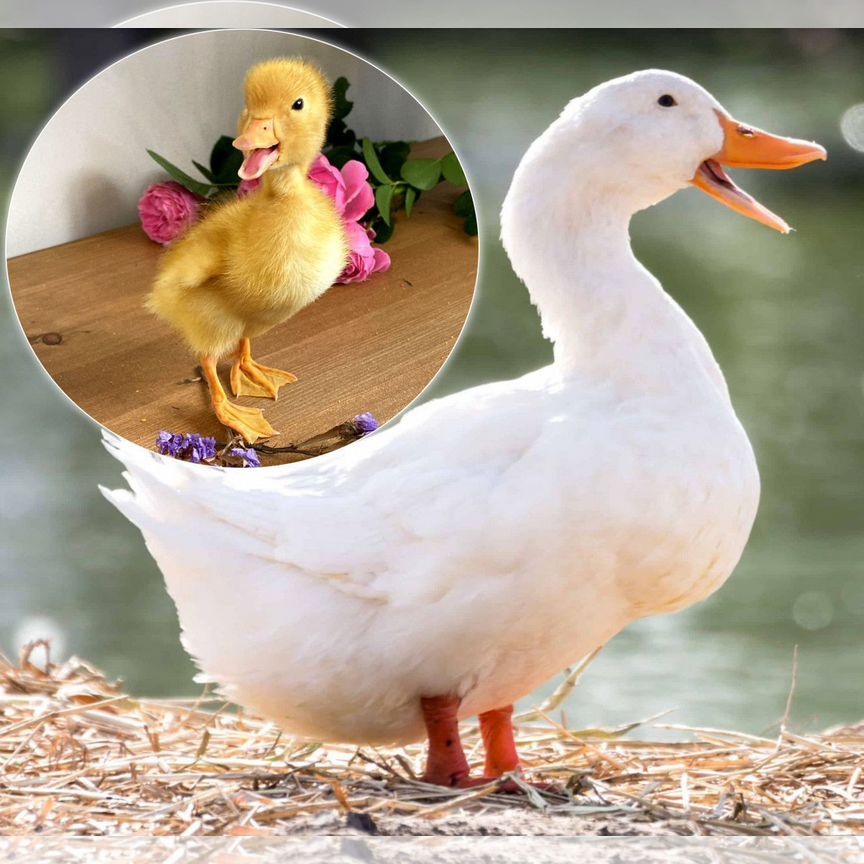 Птица Черри-Велли(утка)