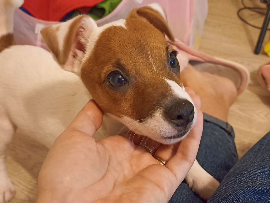 Щенок Джек Рассел терьер 5 месяцев