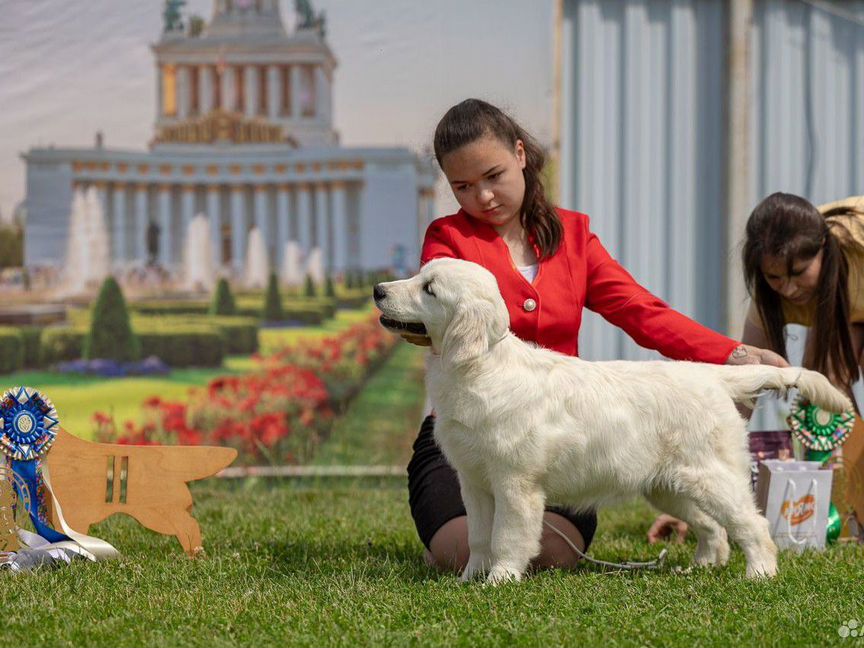 Щенки золотистого ретривера Золотистый ретривер