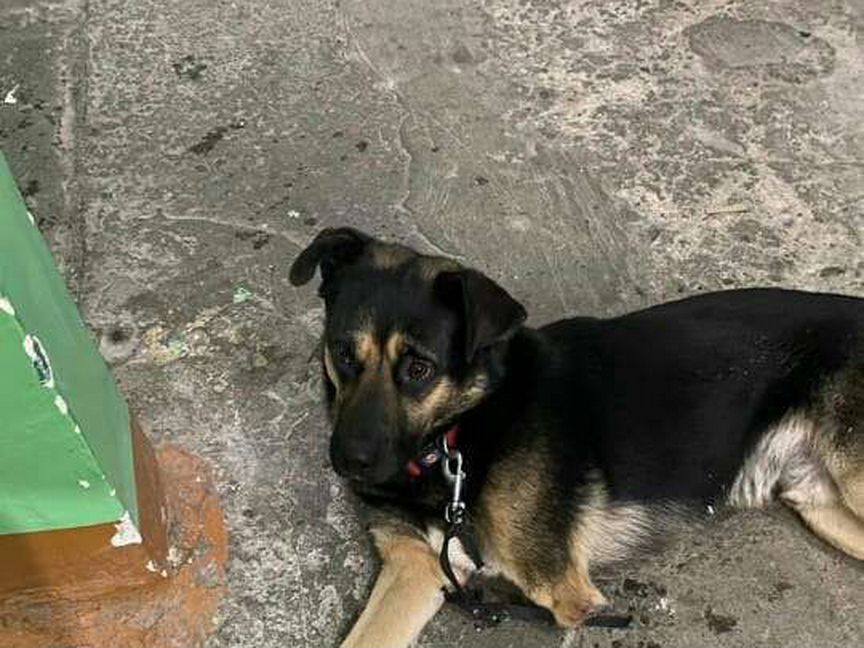 Собака потеряшка