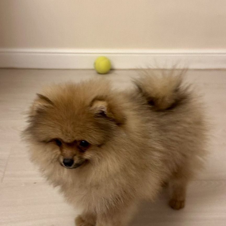 Обаятельный щенок шпица