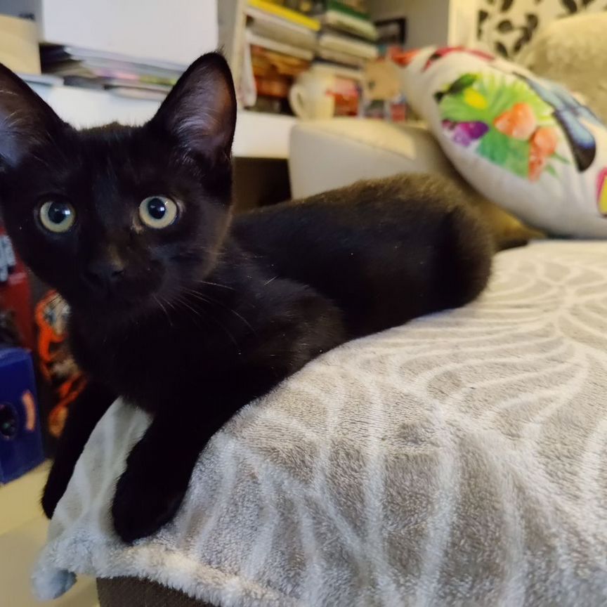 Черная кошечка в надежные руки