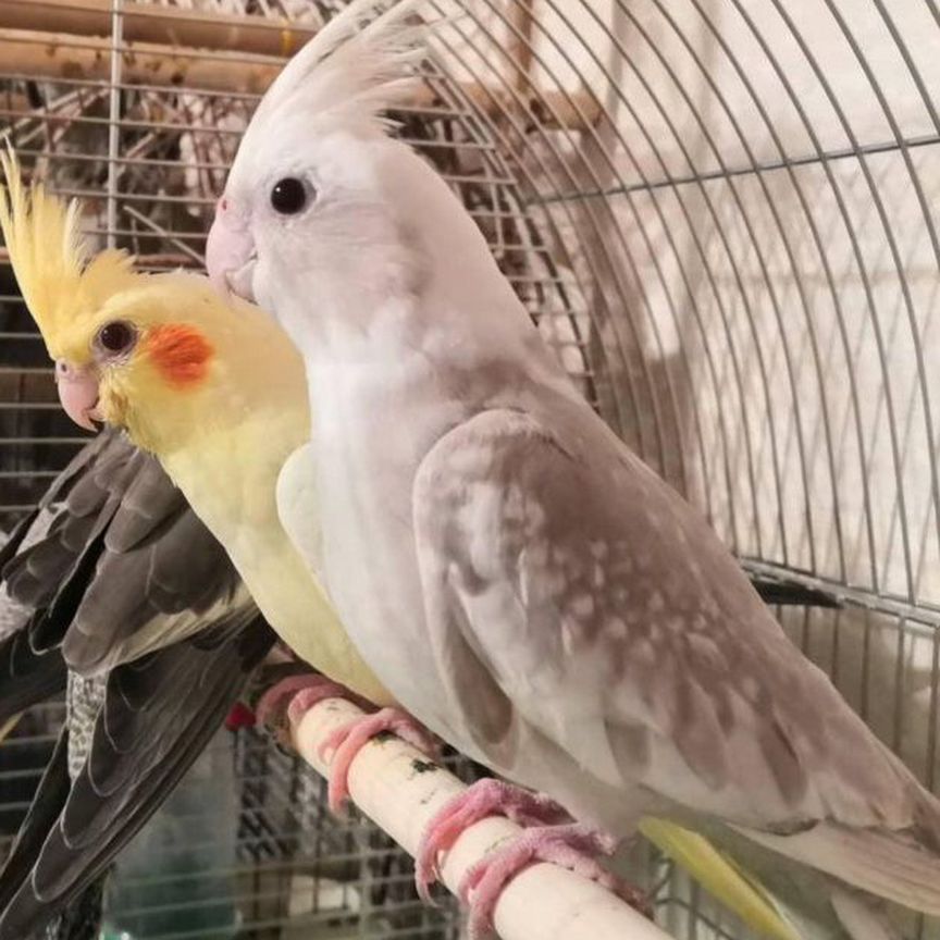 Попугай Корелла безщекий