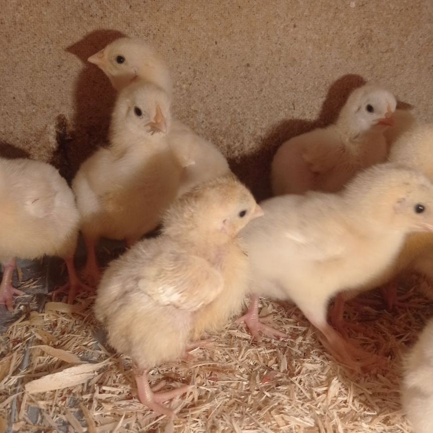Цыплята бройлеры