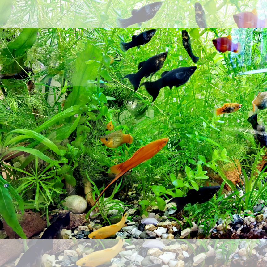 Аквариумные Пецилии, Меченосцы, Молинезии, Гуппи