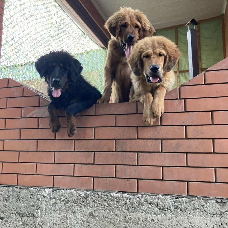 Тибетский мастиф щенки