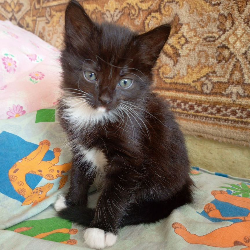 Котёнок в добрые руки