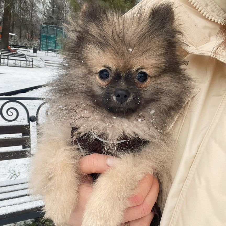 Шпиц 4 месяца