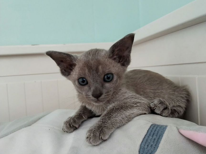 Ориентальные котята