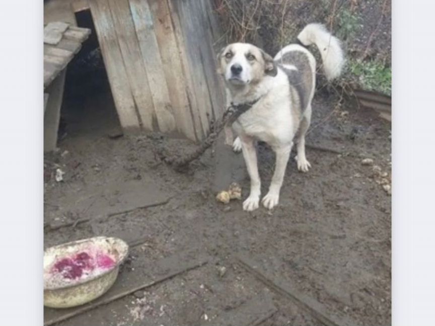 Собака в добрые руки
